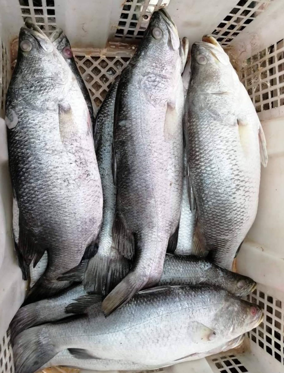 Fisheries - NRB Group Co Ltd