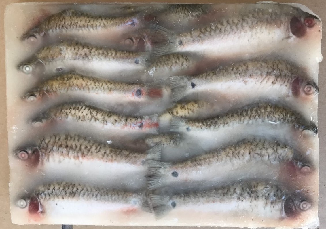 Fisheries - NRB Group Co Ltd