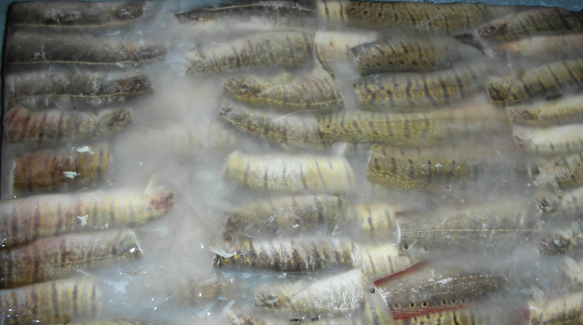 Fisheries - NRB Group Co Ltd